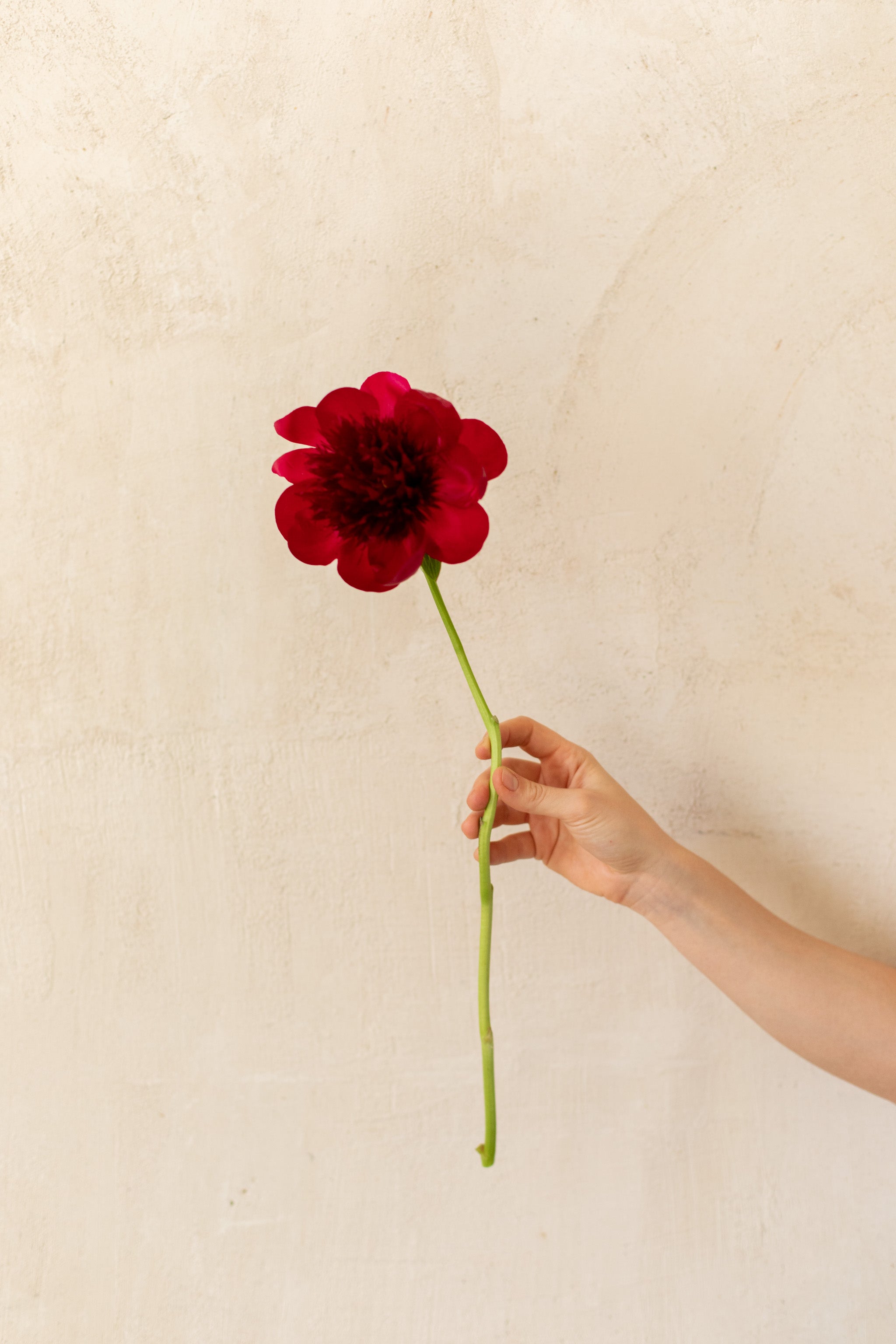 Peonia Roja – alblanc