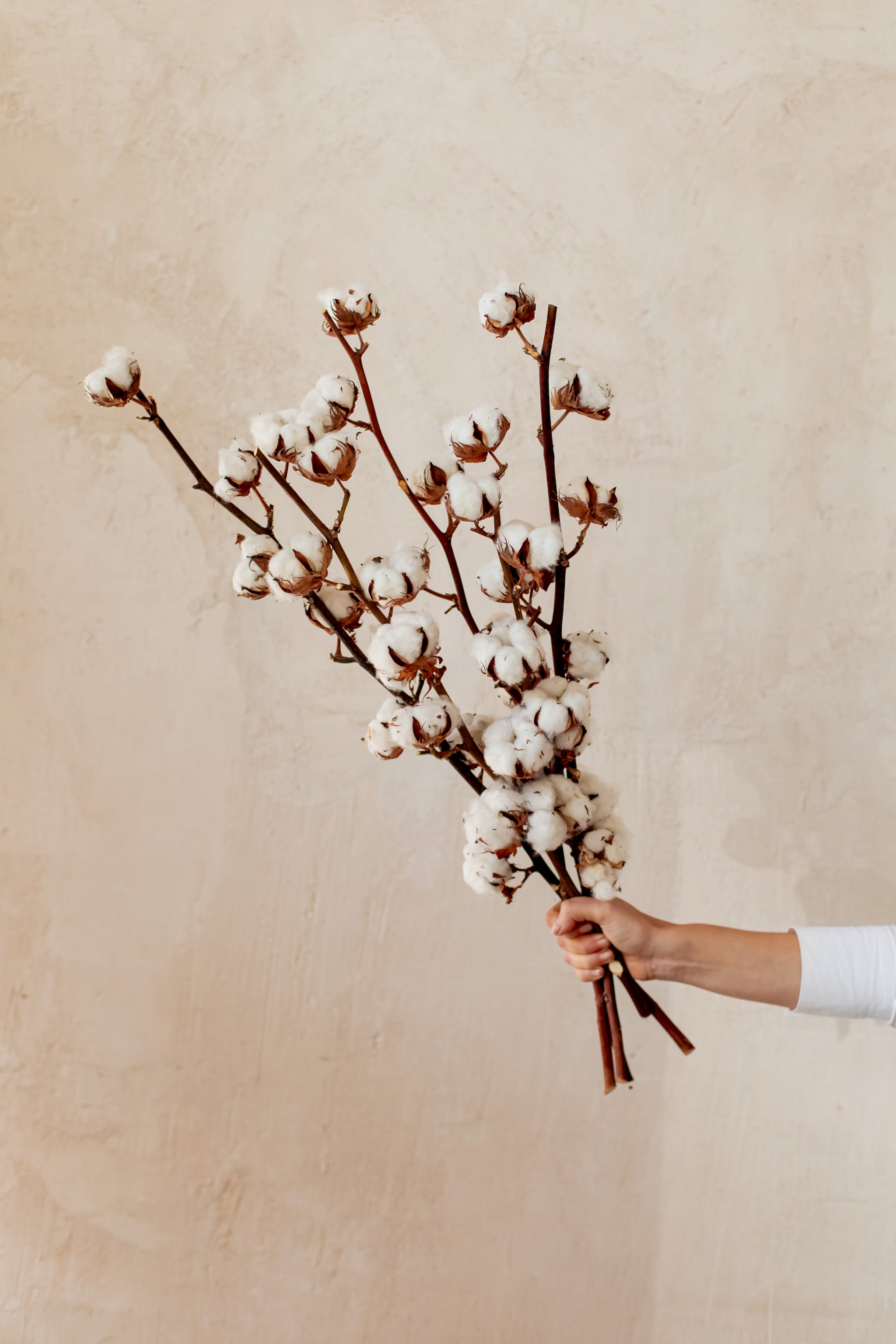 alblanc | Flor de algodón